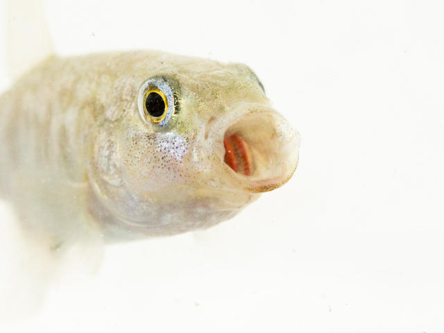 WWF - Endangered Species Conservation | World Wildlife Fund