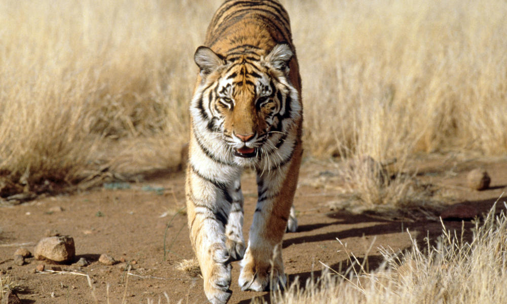 Tiger Tall Grass